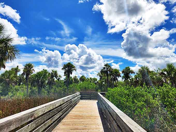 Sunlight dapples this wooden pathway through paradise, inviting explorers to discover what lies around each gentle curve.