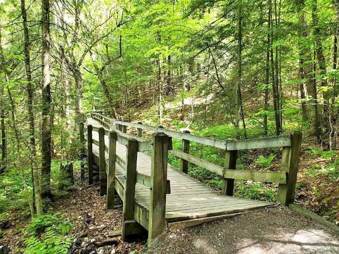 This charming wooden bridge seems to whisper, "Cross me if you dare to discover what magical forest scenes await on the other side."