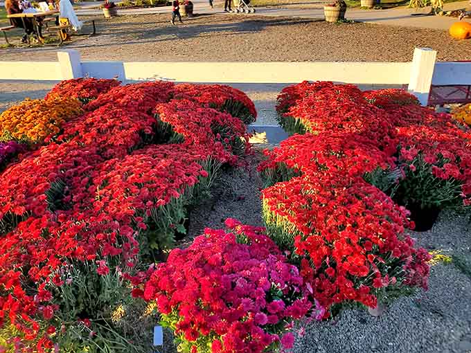 Nature's color palette goes wild with these chrysanthemums &ndash; like autumn decided to throw a party and everyone dressed in their most vibrant outfits.