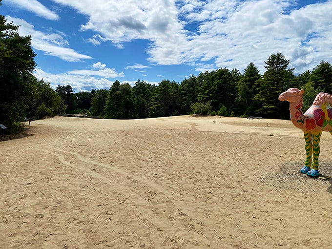 Rippling sand dunes stretch toward the treeline, creating a surreal landscape that feels like Maine's version of a desert mirage.