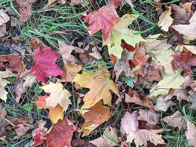 Nature's confetti: Maple leaves paint the ground in warm hues, a seasonal carpet that crunches delightfully underfoot.