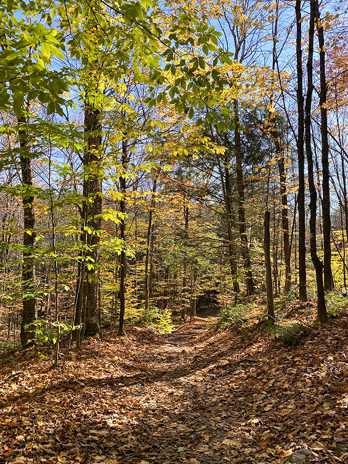 Autumn transforms Bingham Falls into a painter's palette, with golden leaves creating the perfect contrast against dark, ancient rocks.