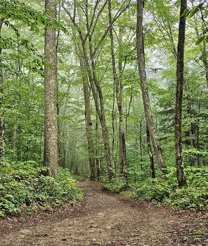 Forest bathing isn't just trendy &ndash; it's practically mandatory on these serene woodland paths where stress dissolves with each step.