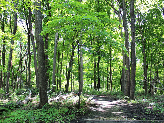 Sunlight plays hide-and-seek through the forest canopy, creating nature's own stained-glass effect on the woodland floor below.