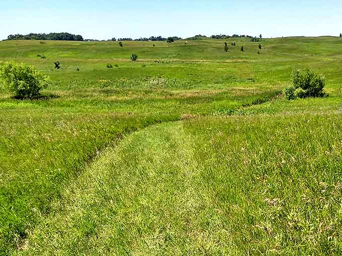 Rolling prairie stretches toward the horizon, a sea of grass where wildflowers play hide-and-seek with the breeze.