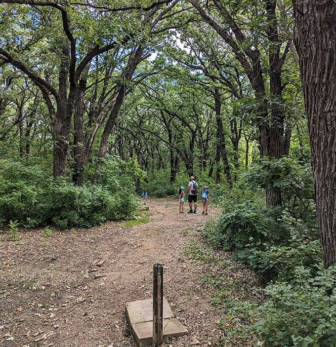 Ancient trees create a cathedral-like canopy over hiking trails, where visitors discover the original version of "forest bathing."