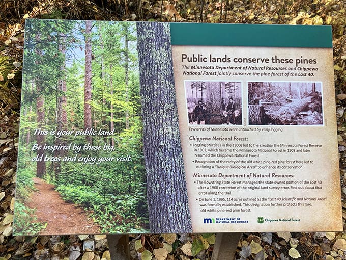 This interpretive sign reveals the delicious irony: a surveyor's mapping mistake in 1882 accidentally preserved this forest while loggers cleared surrounding areas.