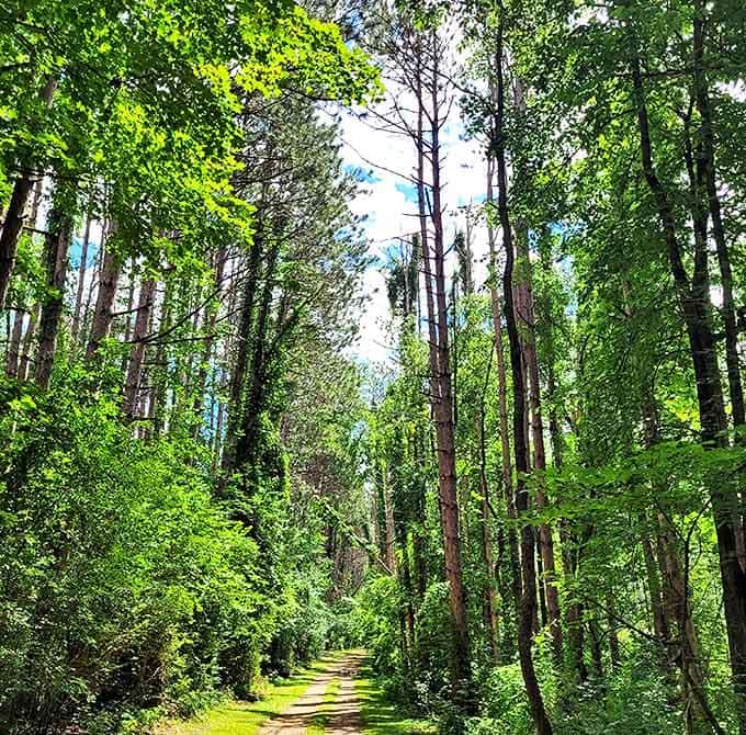 Tree-lined trails invite exploration, promising adventure without requiring a machete or survival training to navigate.