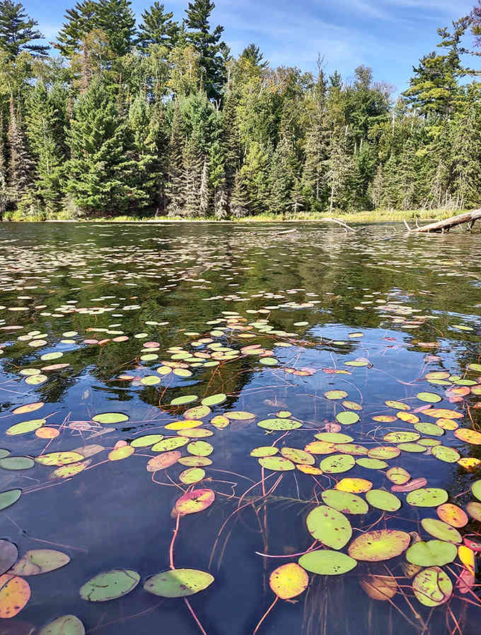 Nature's lily pad gallery &ndash; these floating green platforms add splashes of color while providing luxury lounges for frogs and dragonflies.
