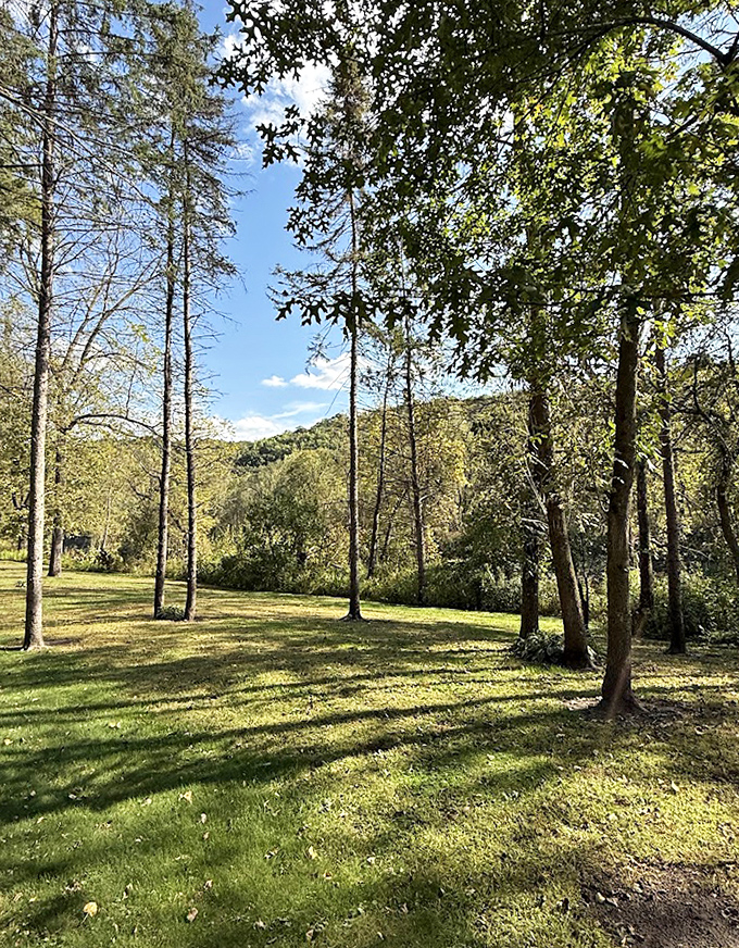 Dappled sunlight plays hide-and-seek through towering pines, creating nature's own light show on the garden floor below.