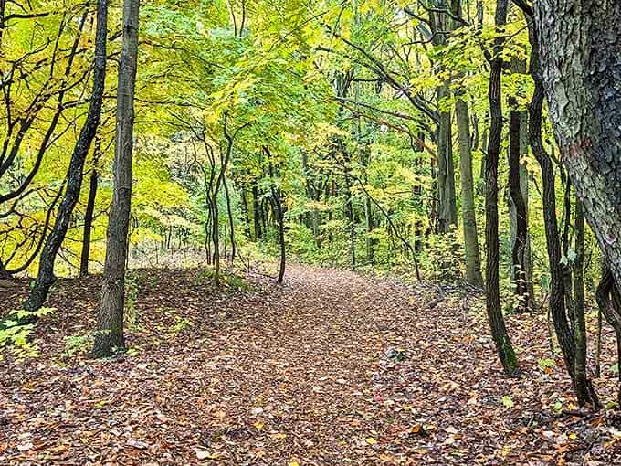 Autumn transforms the hiking trails into nature's cathedral, where sunlight filters through a canopy of gold and amber leaves.