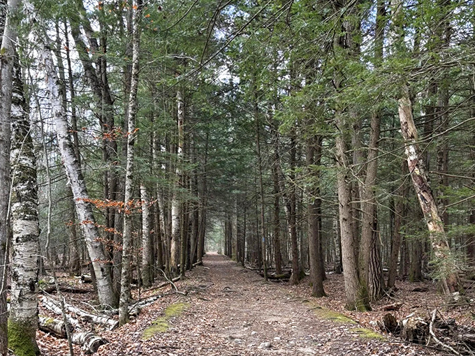 This forest corridor feels like walking through the wardrobe to Narnia, minus the snow queen and with significantly better hiking conditions.