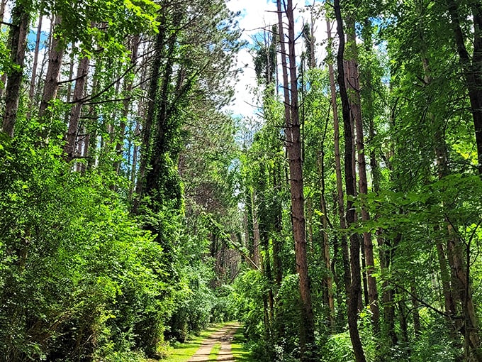 Sunlight dapples through towering pines, creating nature's own light show on this tranquil woodland trail.