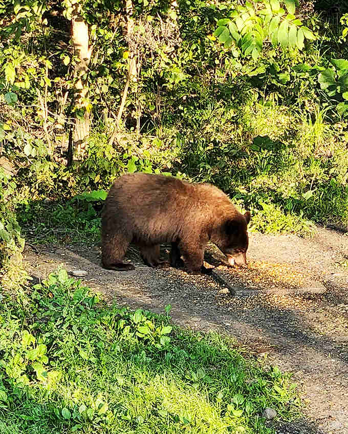 Mealtime manners? Not quite. This hungry black bear demonstrates the focused determination that comes with finding a tasty snack.