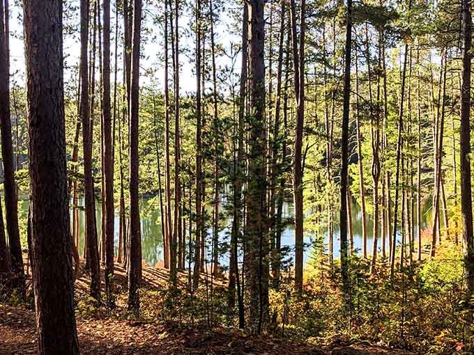 These towering pines have seen more history than your average textbook, standing tall like nature's own skyscrapers minus the elevator and overpriced coffee.