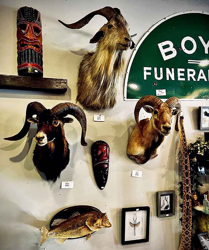 Nature's architecture takes center stage on this wall, where magnificent horned specimens create a dramatic tableau that would make any hunter or naturalist stop in their tracks.