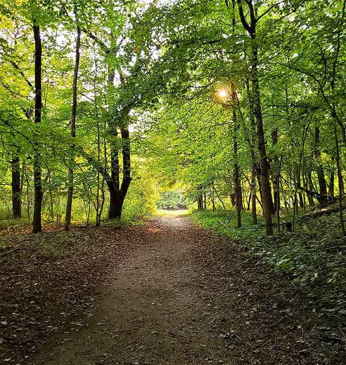Nature's cathedral, complete with a leafy ceiling and the kind of peace you can't download from an app.