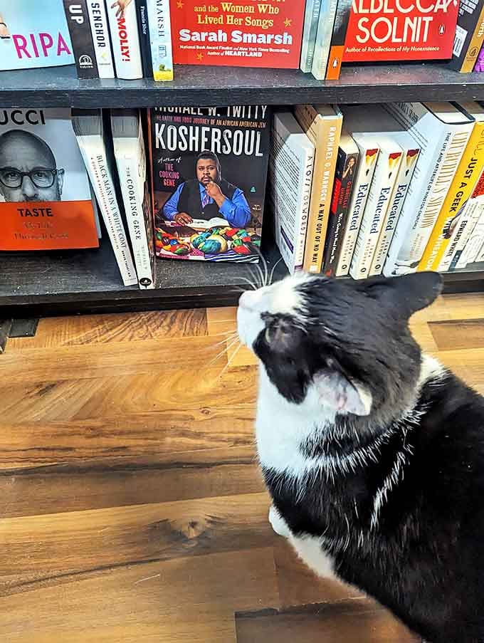 The resident feline literary critic surveys the proceedings with dignified interest, perhaps contemplating which book spine might make the perfect scratching post.