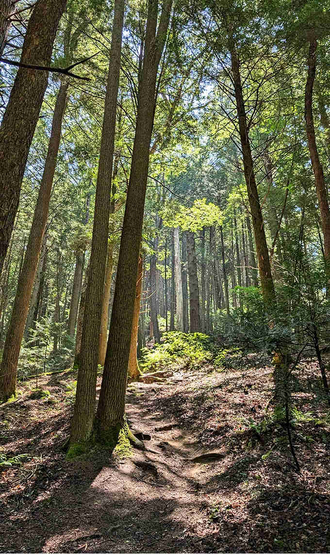 Towering sentinels reach skyward, creating nature's cathedral ceiling along the approach to one of Ohio's most magical hidden treasures.