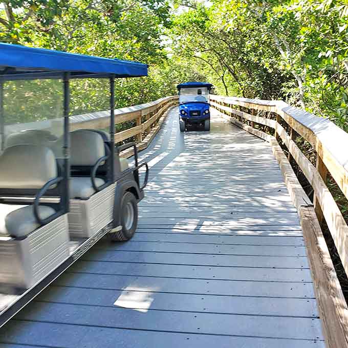 Golf carts navigate the narrow wooden highway, perfect for those whose sense of adventure exceeds their walking enthusiasm.