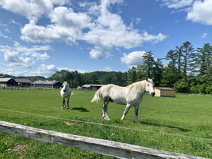 Majestic draft horses roam emerald pastures, their powerful presence a reminder of farming's reliance on these gentle giants before tractors arrived.