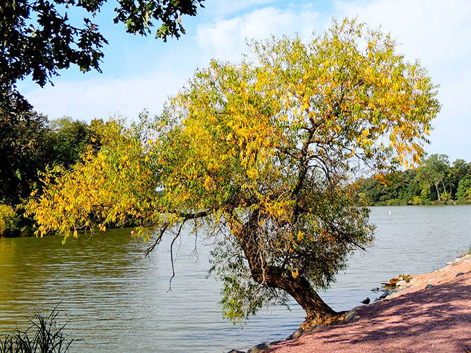 That leaning tree seems to whisper, "Come sit by me awhile," as golden leaves prepare for their graceful descent.