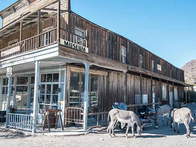 The museum preserves Oatman's colorful past, though the burros lounging outside might be the most authentic historical artifacts you'll encounter.
