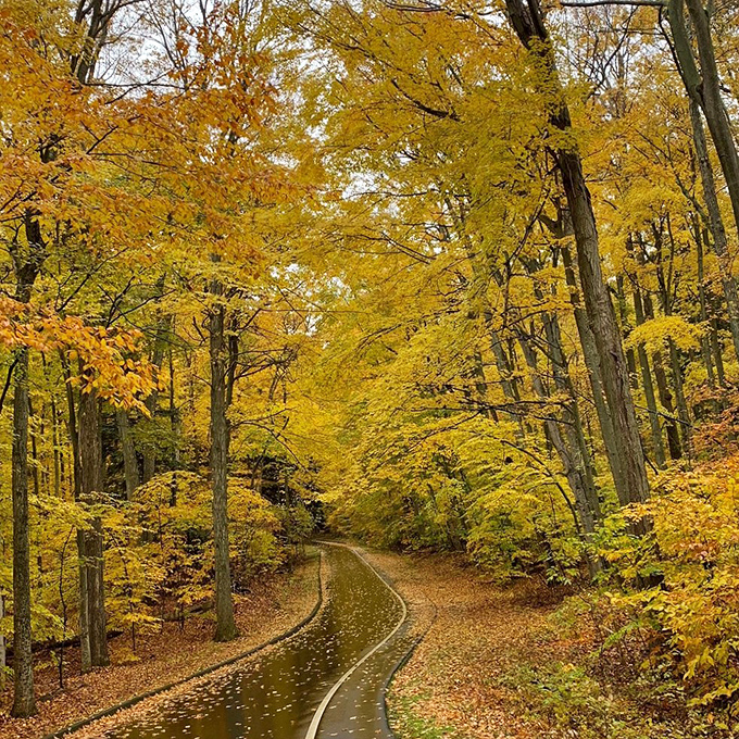 Autumn transforms this winding pathway into a golden tunnel, where fallen leaves create nature's most glamorous red carpet experience.