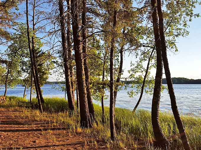 Sunlight dapples through pine sentinels, creating nature's stained glass window along this tranquil shoreline trail.
