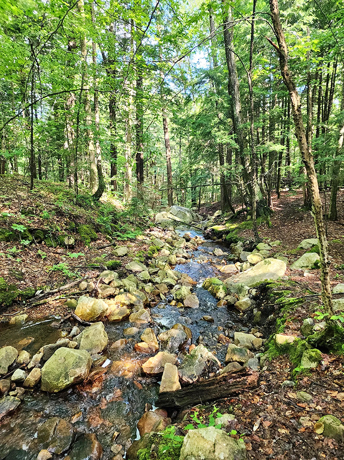 The brook's crystal waters tumble over moss-covered stones, nature's own meditation soundtrack available without a subscription fee.