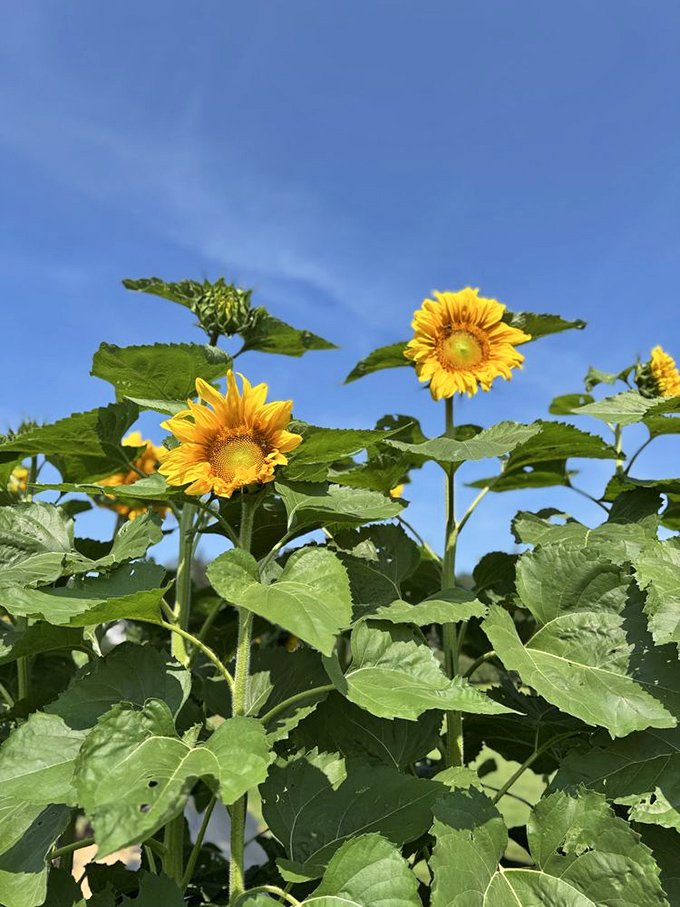 Sunflowers reaching skyward like nature's own cheerleaders, their golden faces tracking the sun across Vermont's impossibly blue skies with botanical determination.