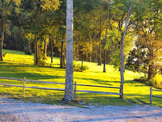 Morning sunlight filters through ancient sentinels, creating a dappled playground where shadows dance across emerald grass.