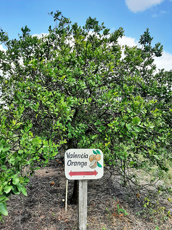Valencia oranges thrive under the Florida sun, their branches heavy with fruit waiting to be picked by eager visitors.