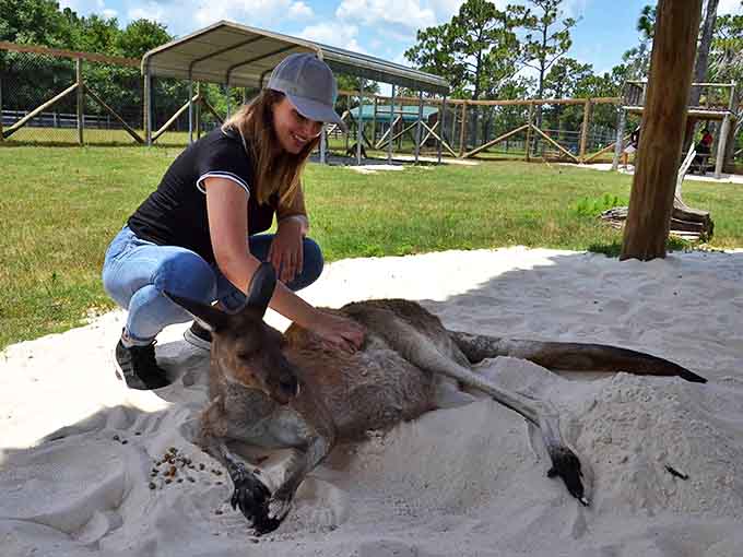 The simple joy of touch connects species as a visitor gently strokes a relaxed kangaroo lounging comfortably in the sand.