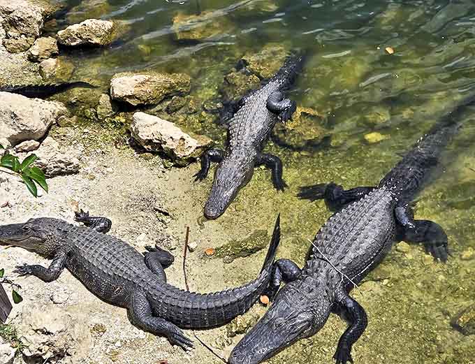 Prehistoric sunbathers don't need beach towels &ndash; these alligators have perfected the art of lounging over millions of years.