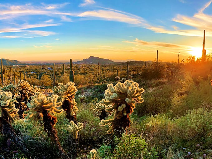Golden hour magic transforms ordinary cholla into glowing sculptures, proving Mother Nature remains the world's greatest installation artist.