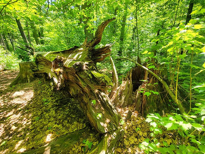 Nature's sculpture garden: fallen giants create their own ecosystems, hosting fungi, insects, and new seedlings in a beautiful cycle of forest renewal.