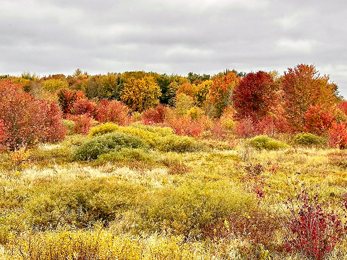 Nature's own fireworks display lights up the landscape during fall foliage season, turning an ordinary train ride into a kaleidoscopic journey through autumn's palette.