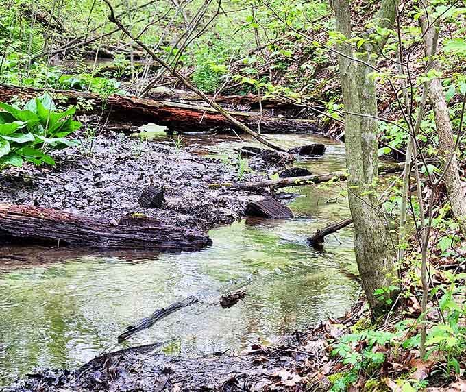 Nature's artistry on display: a gentle creek carves its ancient path through the forest, creating a symphony of bubbling sounds.