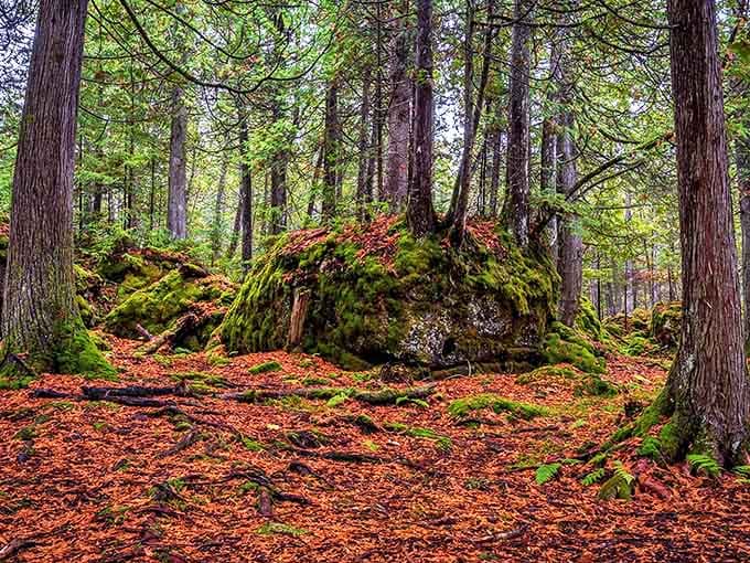 Sunlight filters through the dense canopy, creating a cathedral-like atmosphere where moss-covered stones become nature's pews.