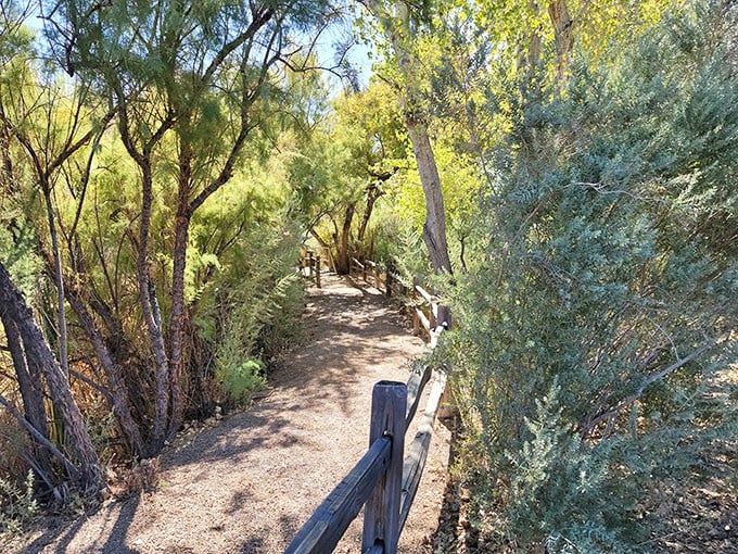 Nature's hallway beckons with this serene trail, where desert vegetation creates a living corridor that practically whispers, "Come get lost in me for a while."