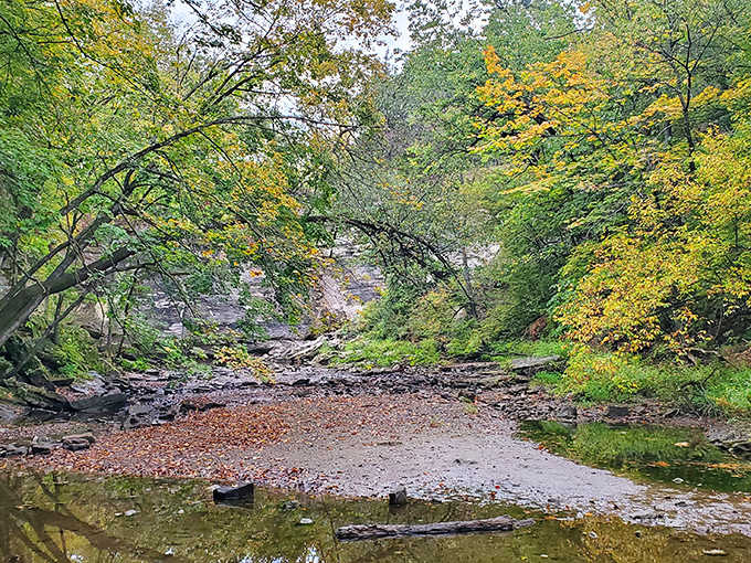 A tranquil moment along the creek bed where time seems to slow, inviting contemplation among fallen leaves.