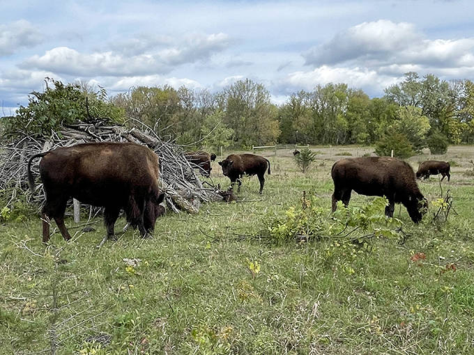 American bison grazing peacefully, looking like they're posing for the world's most majestic lawn ornament catalog.