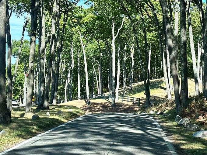 Dappled light plays hide-and-seek through towering trees, creating an ever-changing pattern on this narrow woodland passage.