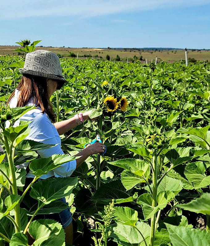 Harvest happiness: a visitor carefully selects the perfect bloom, scissors poised for that satisfying snip.