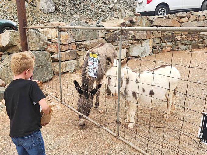 A curious donkey approaches the fence, hoping for treats from visitors &ndash; working animals were essential to mining operations.