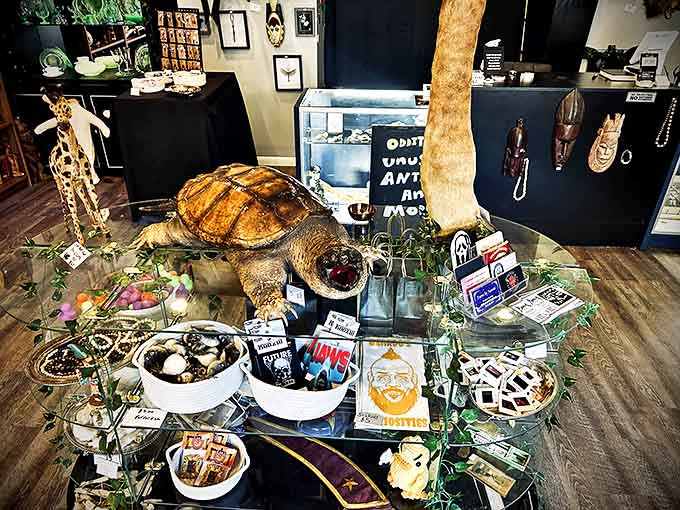 This magnificent turtle shell takes pride of place among an artfully arranged collection of natural curiosities, showcasing nature's perfect design alongside human creativity.