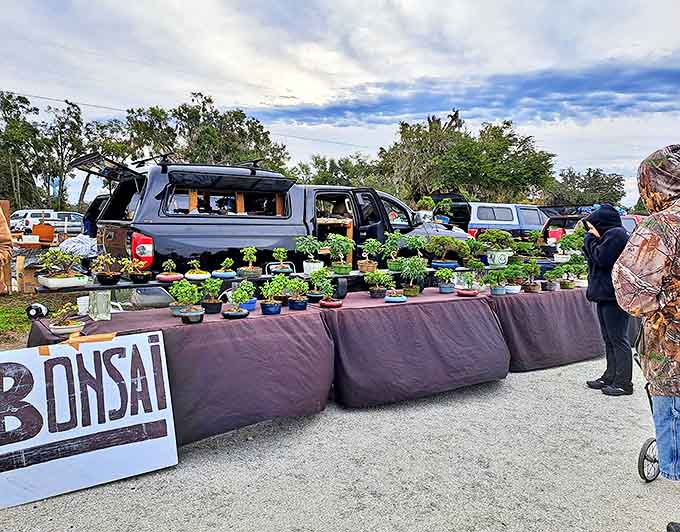 Tiny trees with giant personalities &ndash; these bonsai specimens represent years of patient cultivation, nature's art in miniature form.