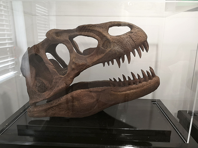 This carnivorous skull replica showcases nature's perfect design &ndash; a bone-crushing machine that would make modern predators look like amateurs.