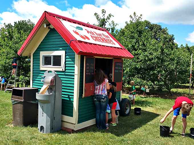 A charming green stand invites families to pause for refreshments between adventures in the orchard.